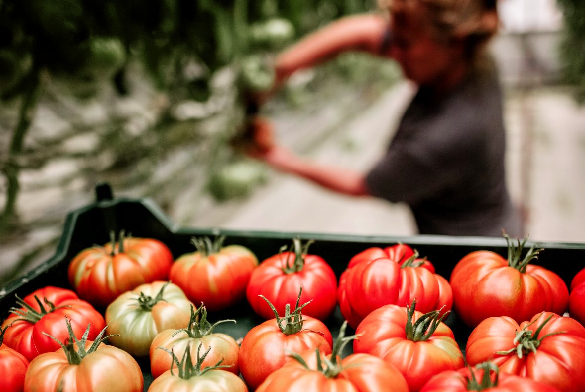 Our Greenhouses – Tomaté!