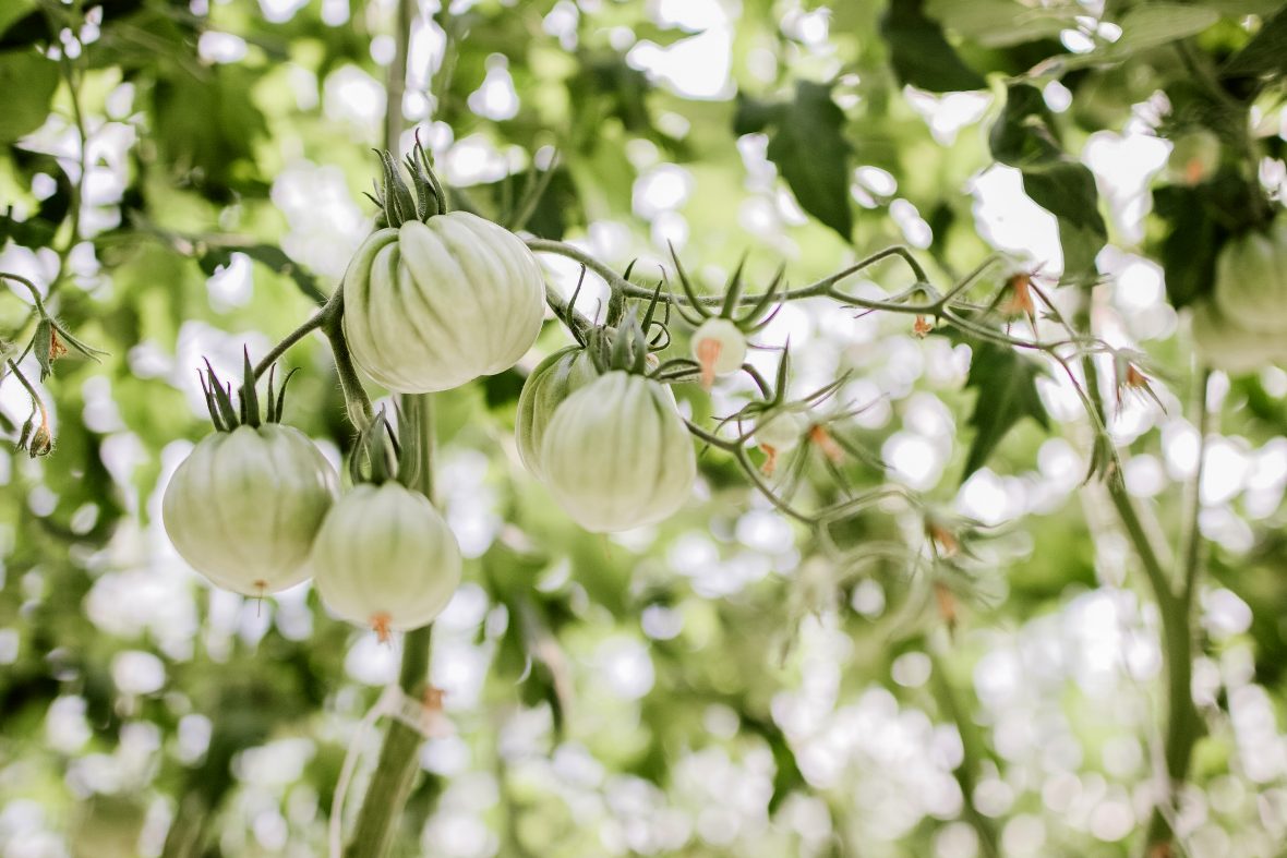 Our Story – Tomaté!