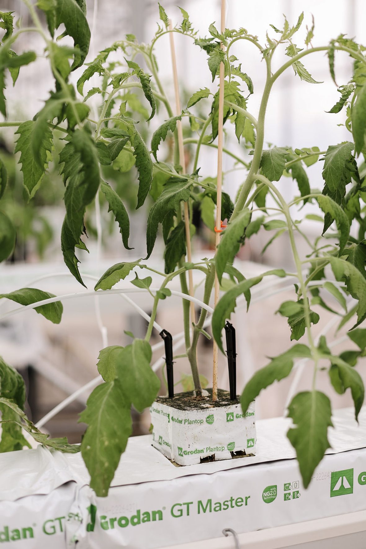 Demystifying the hybrid tomato – Tomaté!